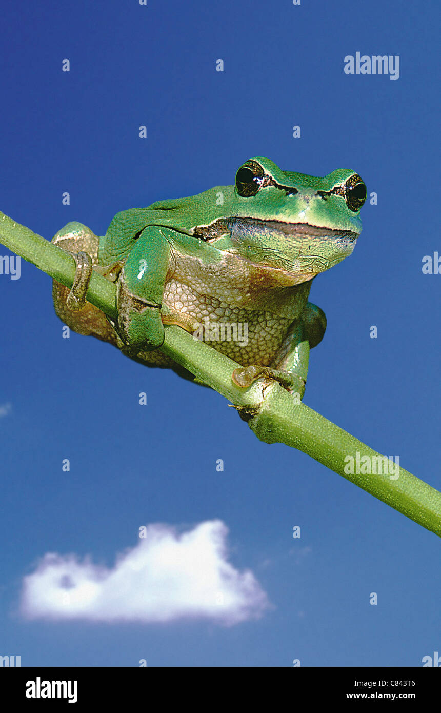 European tree frog / Hyla arborea Stock Photo - Alamy