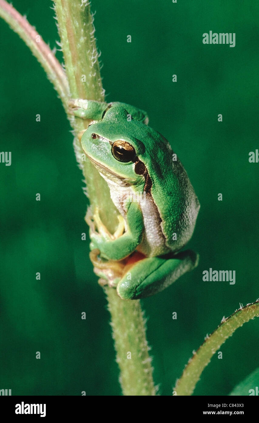 European tree frog / Hyla arborea Stock Photo - Alamy
