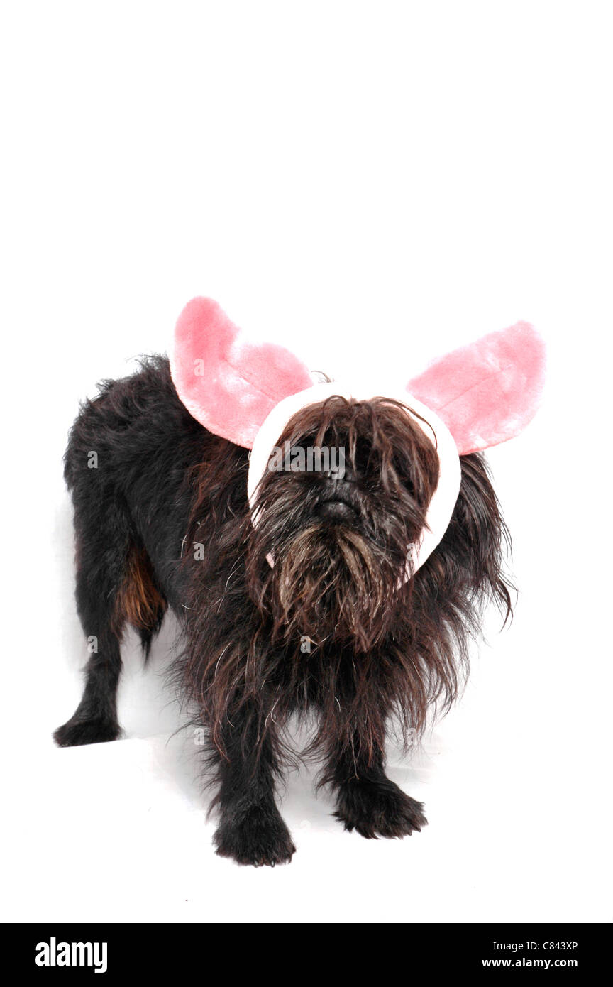 Piglet dog Cut Out Stock Images & Pictures - Alamy