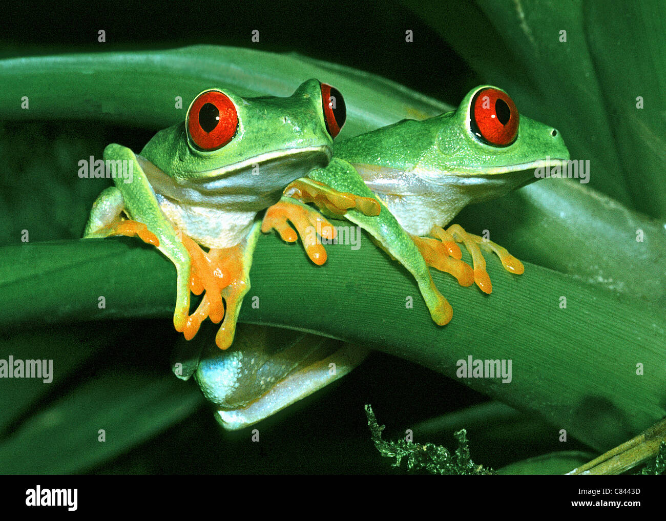 Agalychnis callidryas two hi-res stock photography and images - Alamy
