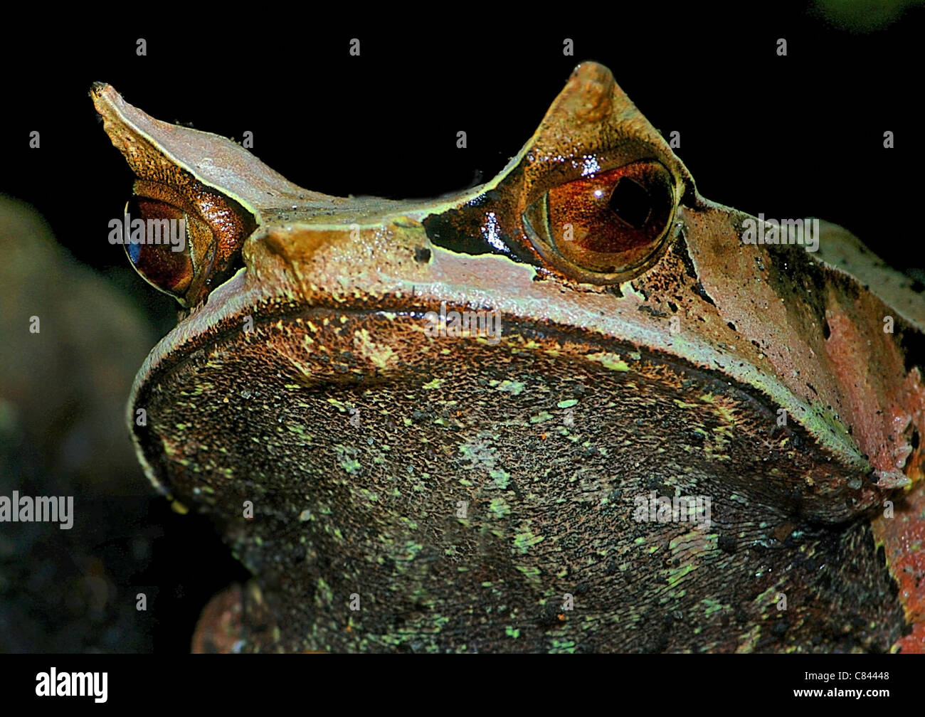 Long nosed horned frog hi-res stock photography and images - Alamy