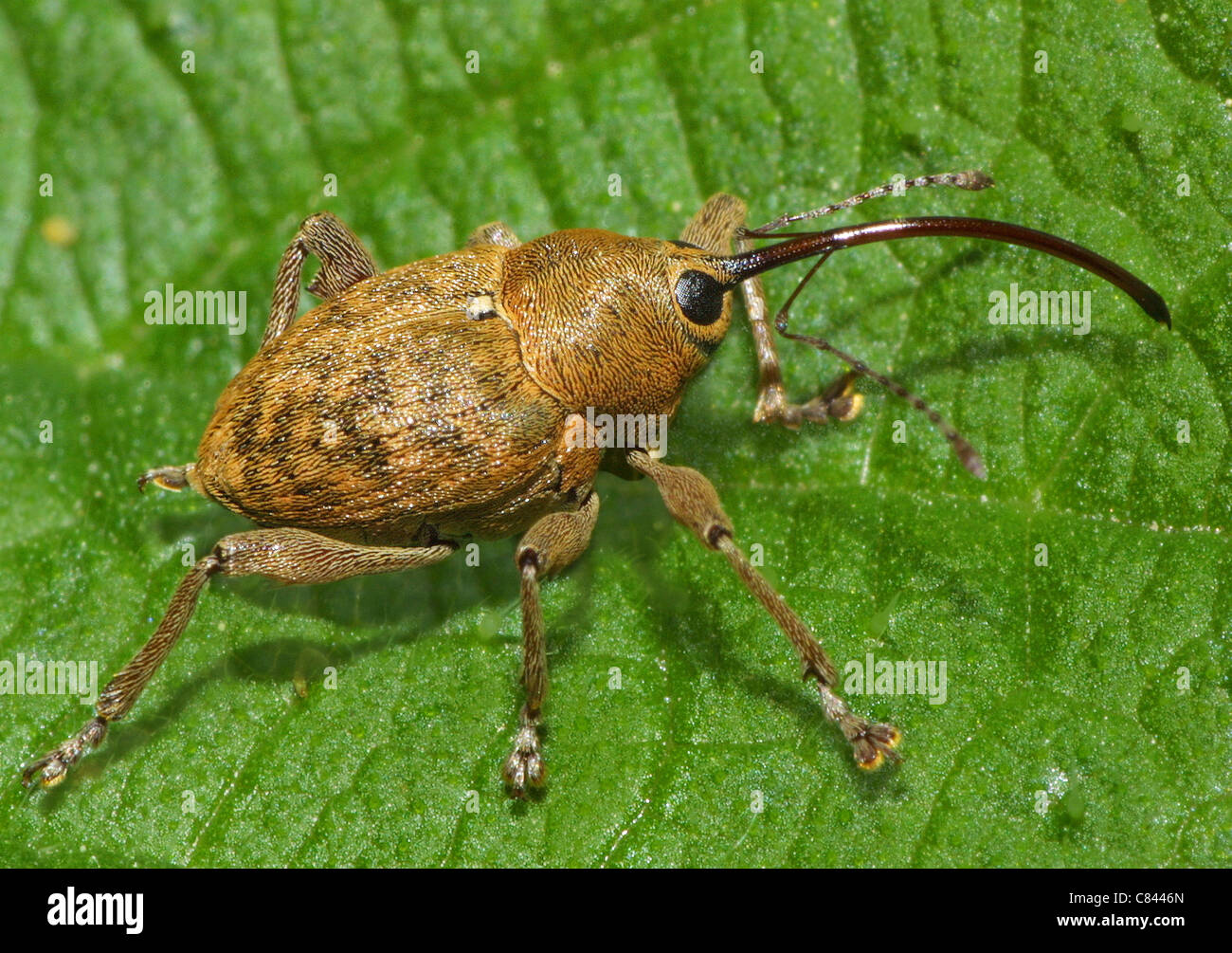 acorn weevil / Curculio glandium Stock Photo - Alamy