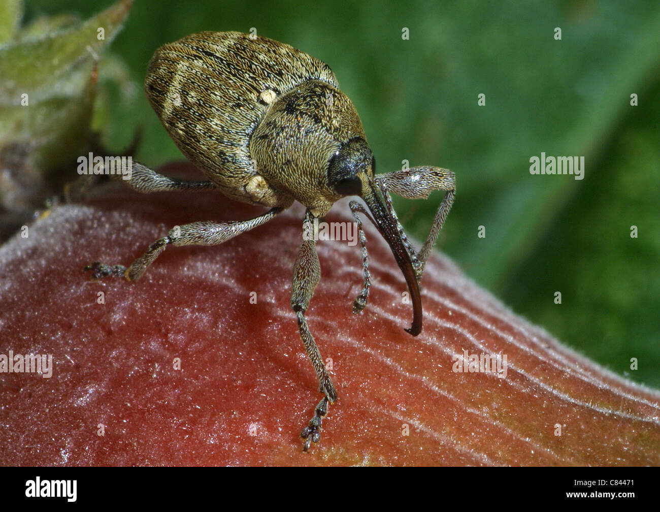 hazelnut weevil / Curculio nucum Stock Photo - Alamy