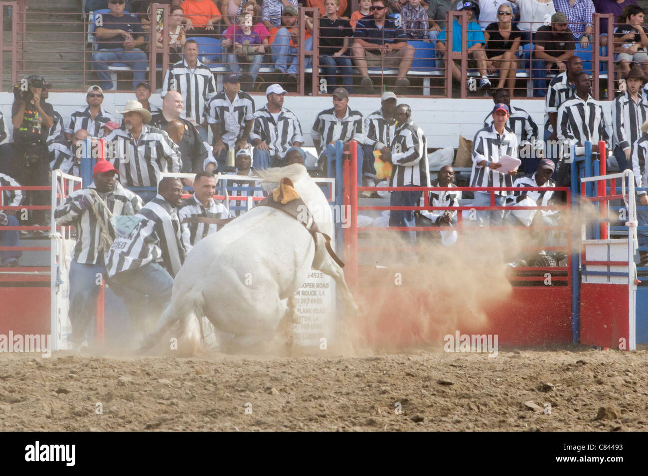 Wild Horse Race at the Angola State Prison Rodeo in Louisiana State ...