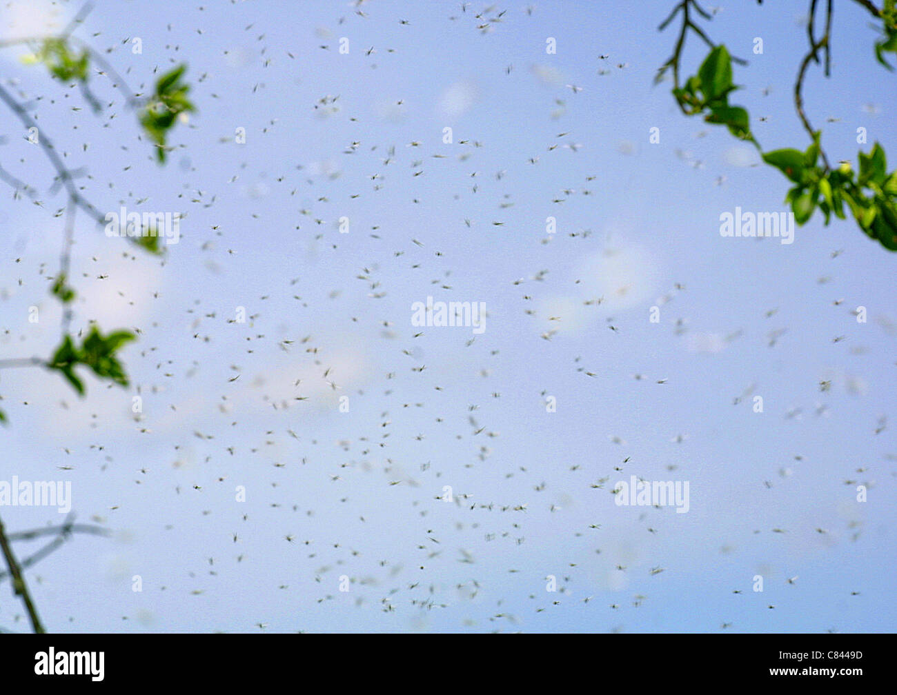 The mosquitos hi-res stock photography and images - Alamy