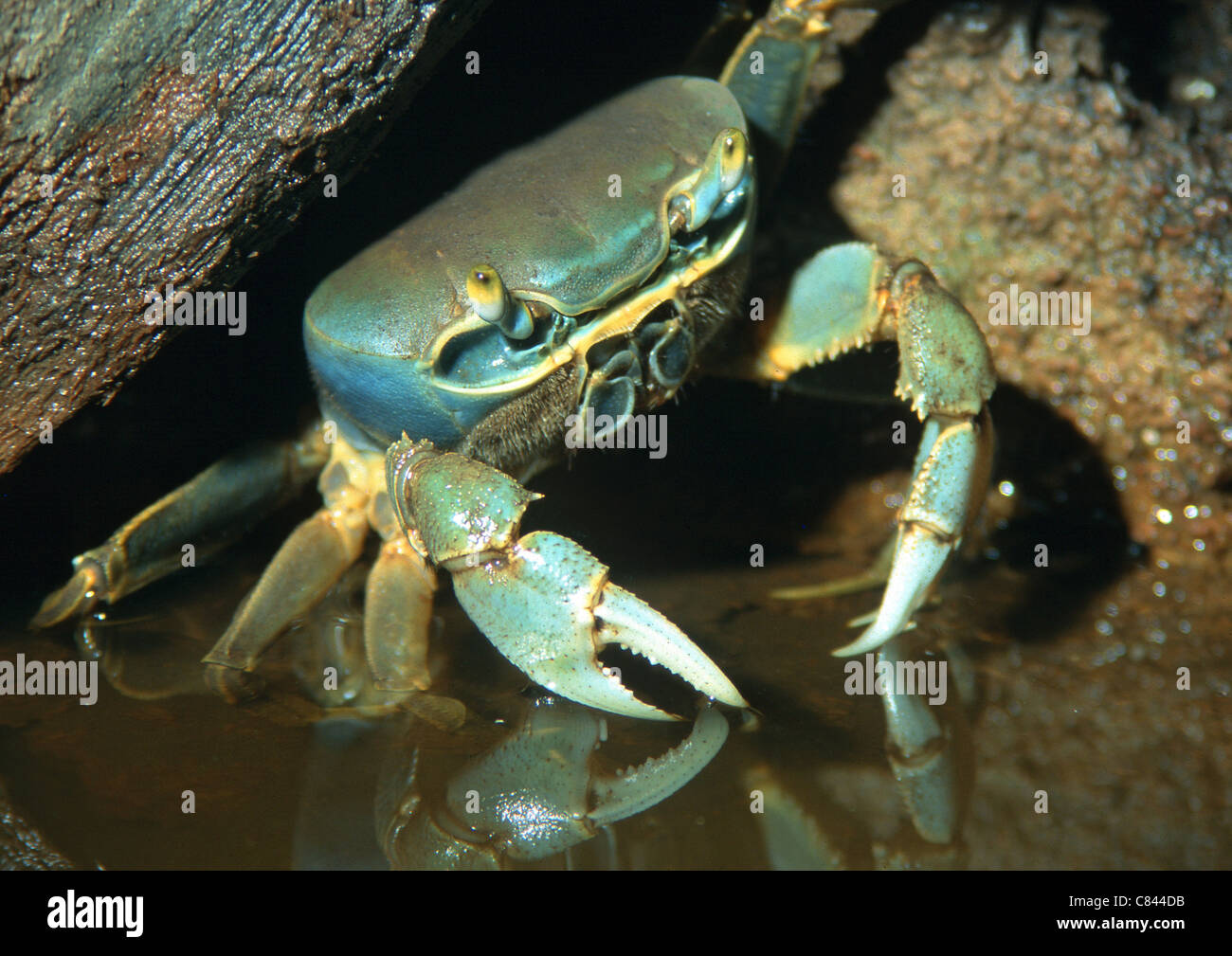 crab / Carcinus maenas Stock Photo - Alamy