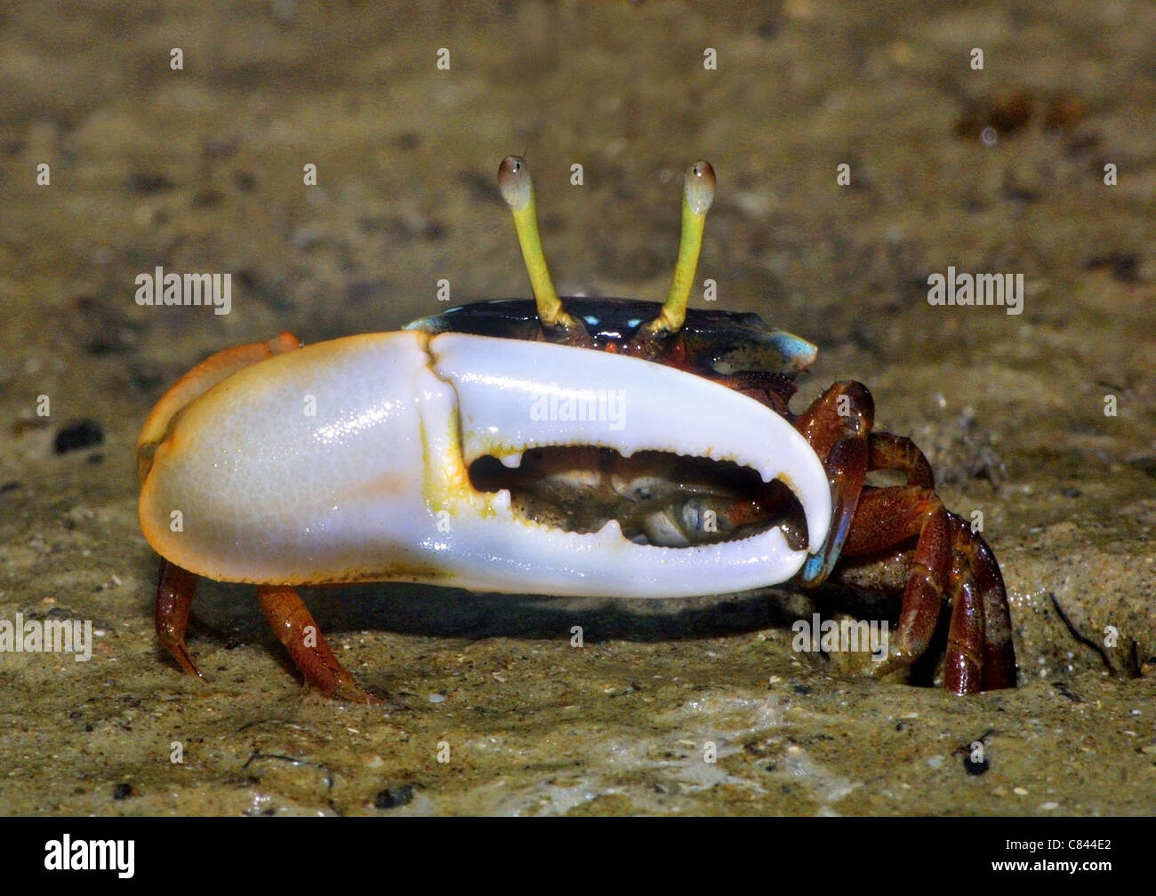 Fiddler crab (Uca sp.). Male with large claw Stock Photo - Alamy