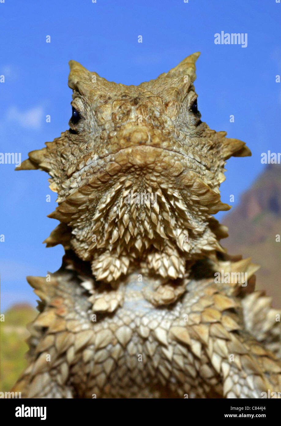 Giant Horned Lizard (Phrynosoma asio), portrait Stock Photo - Alamy