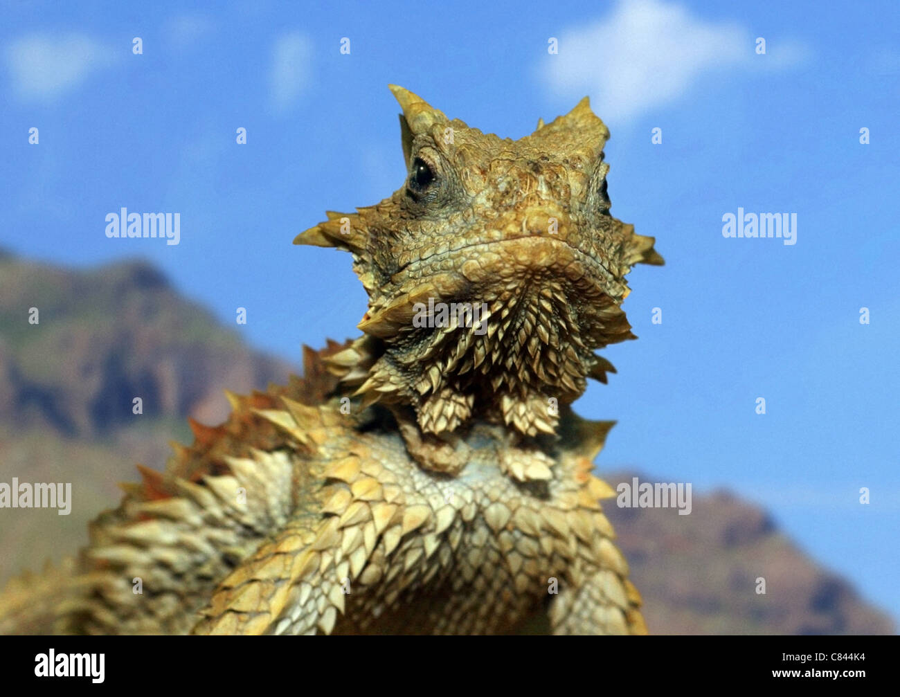 Giant Horned Lizard / Phrynosoma asio Stock Photo - Alamy