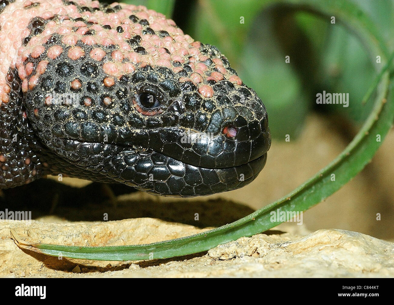 Gila monster / Heloderma suspectum Stock Photo - Alamy