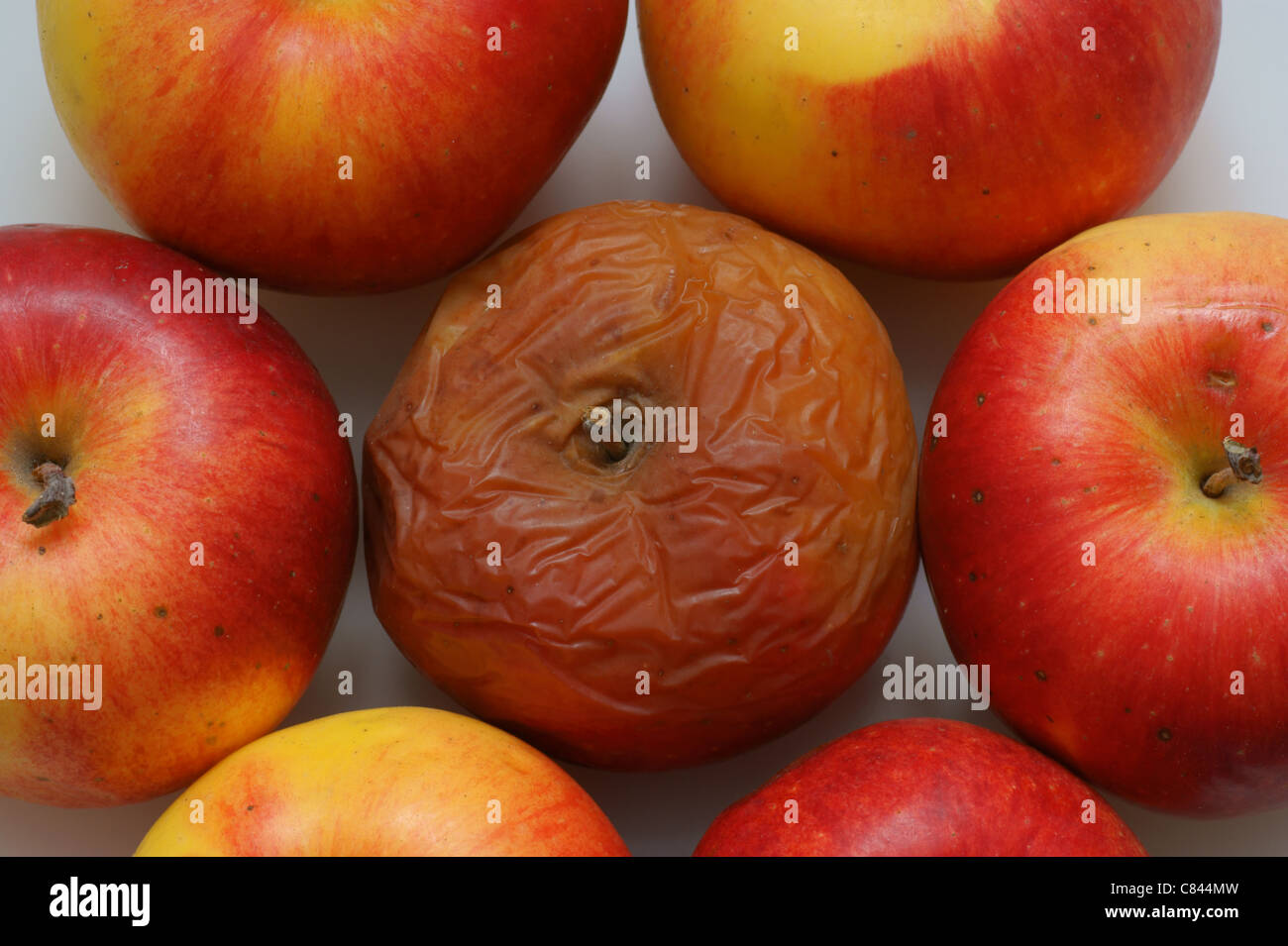 Rotten disgusting apple, many apple Stock Photo - Alamy