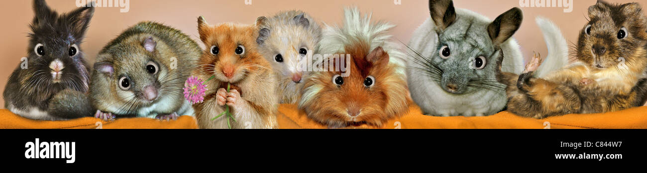 Different animals in row hi-res stock photography and images - Alamy