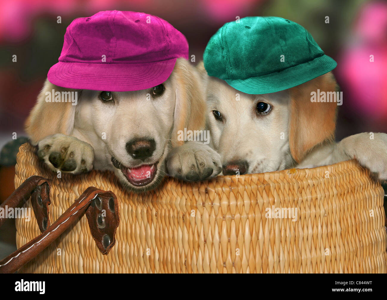two Labrador Retriever dogs with hat Stock Photo - Alamy