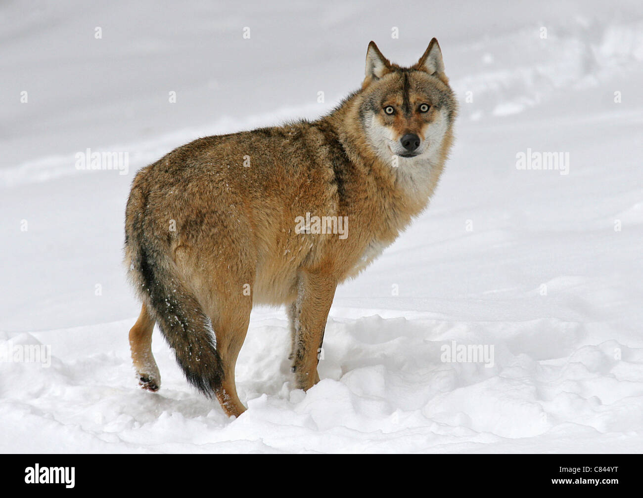 grey wolf - standing in snow Stock Photo - Alamy