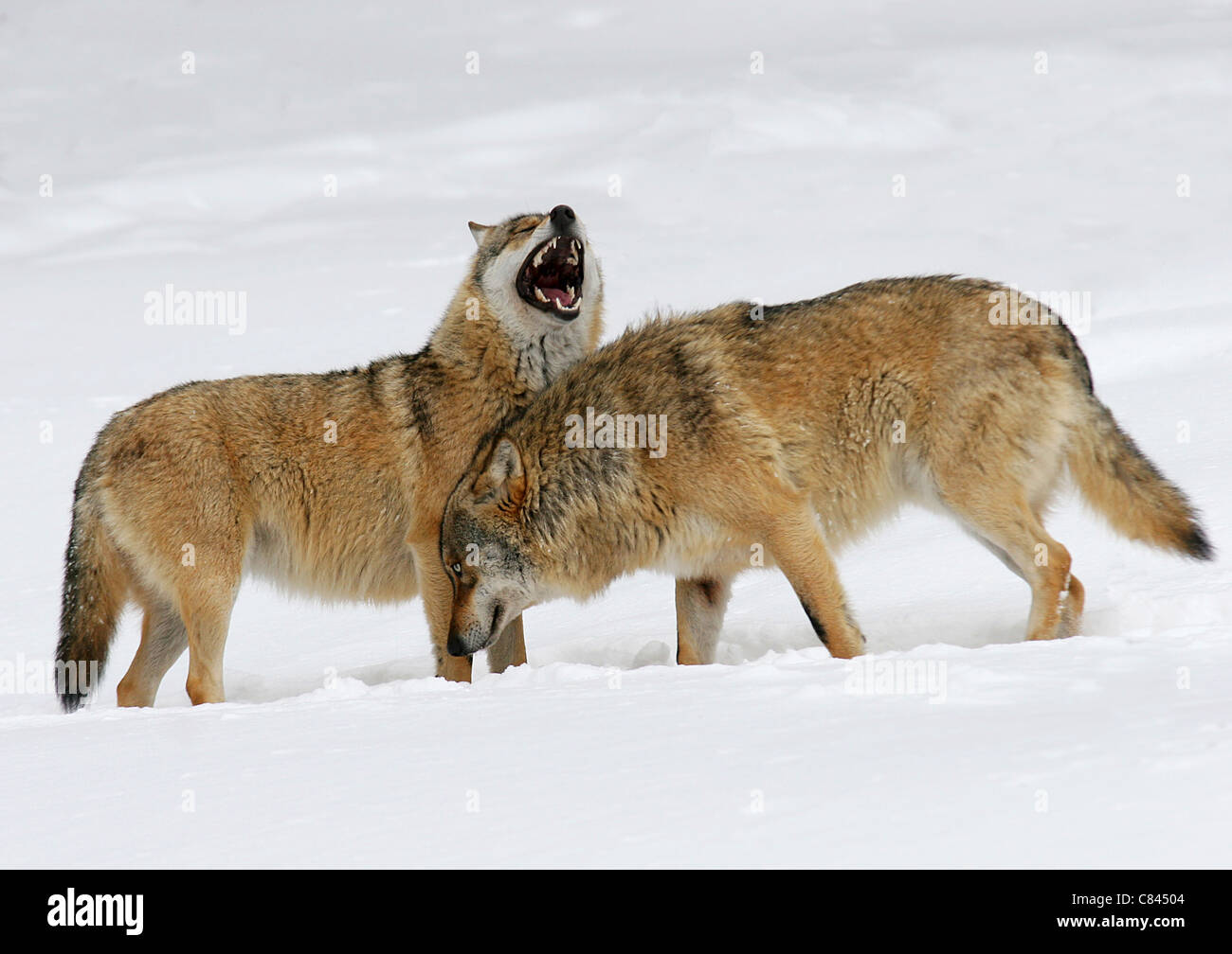 Two Wolves Wild High Resolution Stock Photography and Images - Alamy