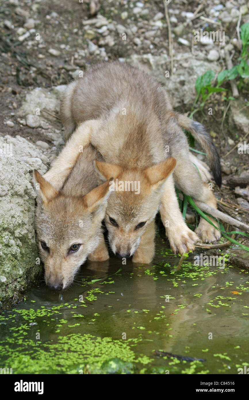two young wolves at the shore Stock Photo - Alamy