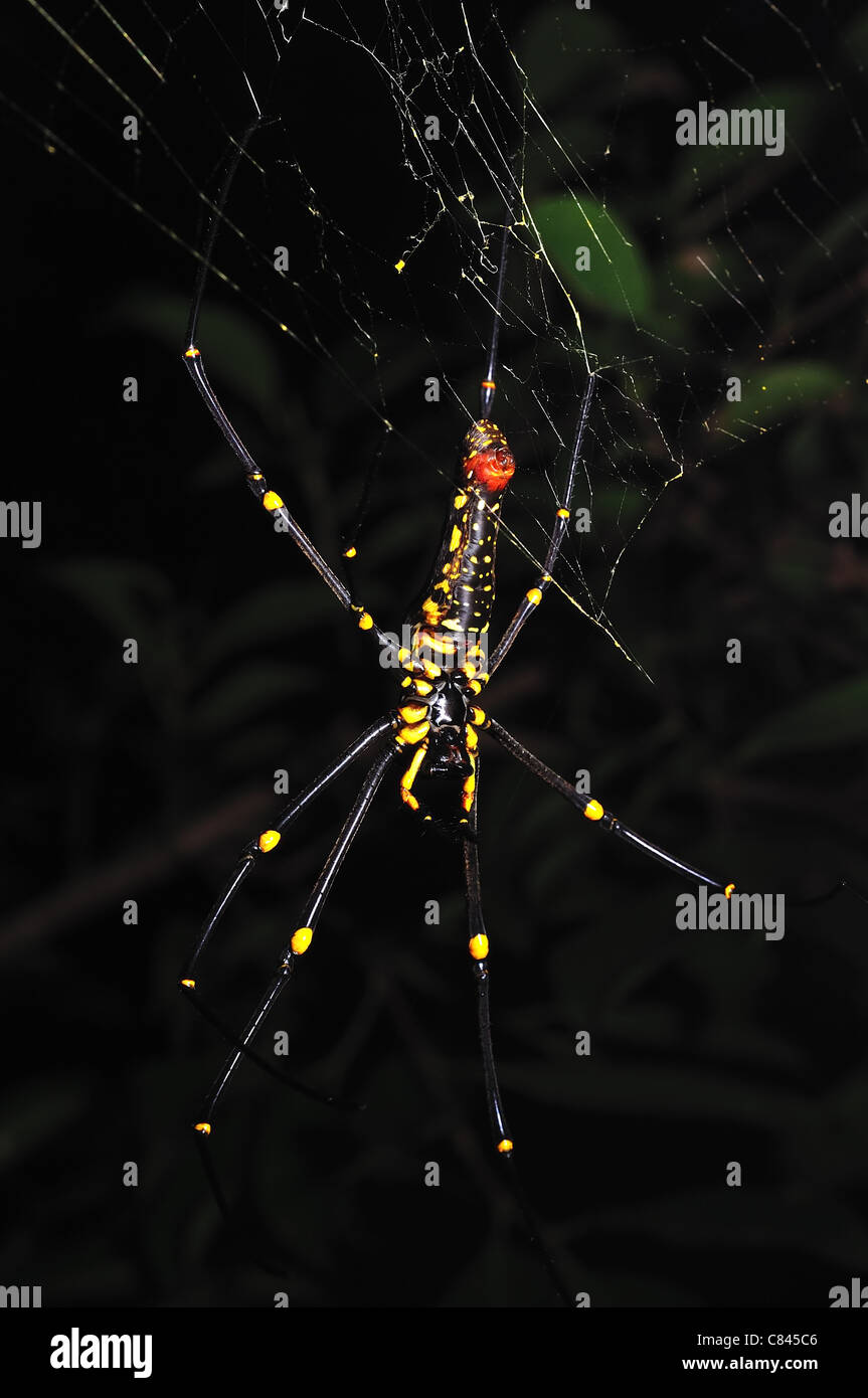 yellow spider macro Stock Photo - Alamy