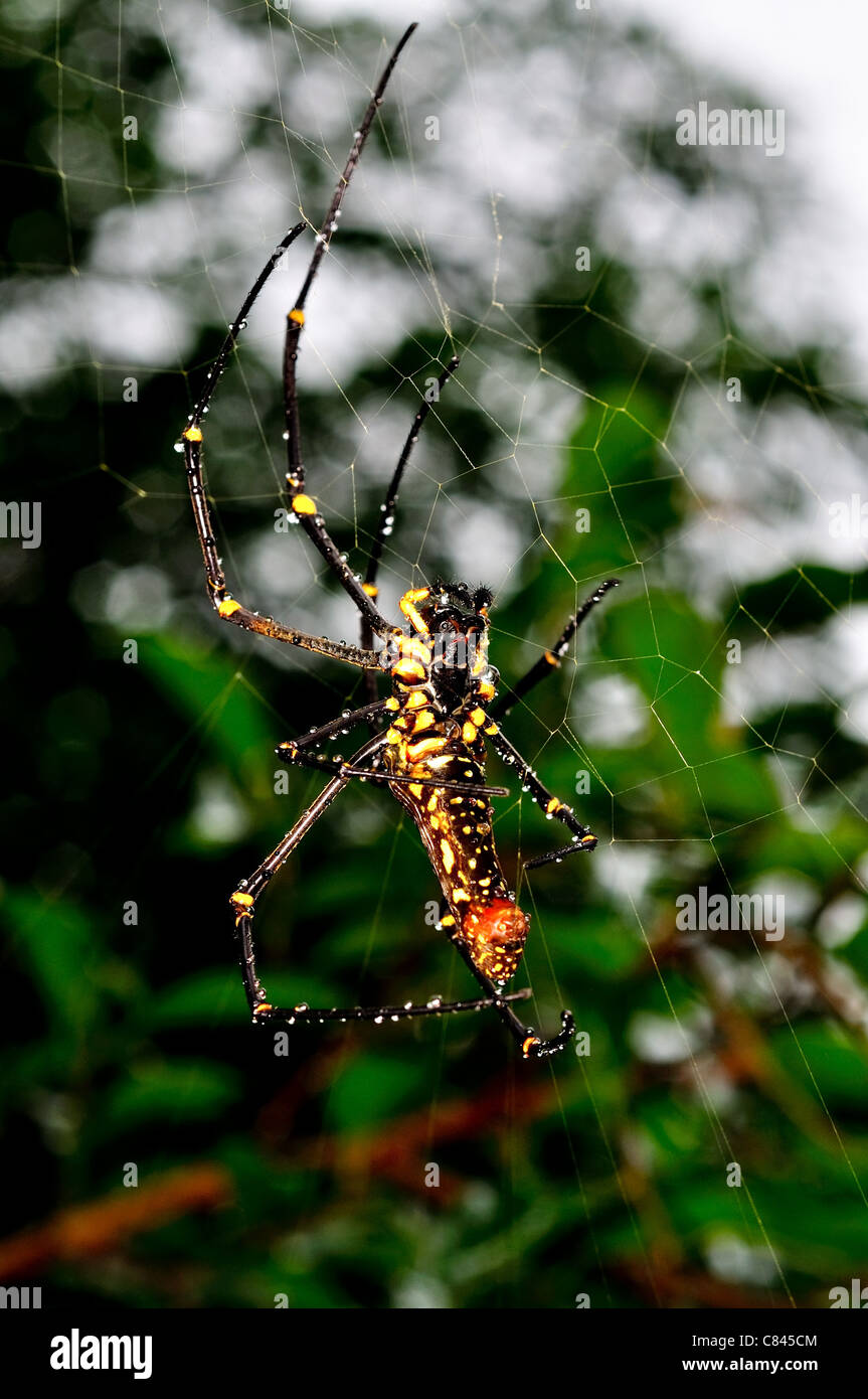 yellow spider macro Stock Photo - Alamy