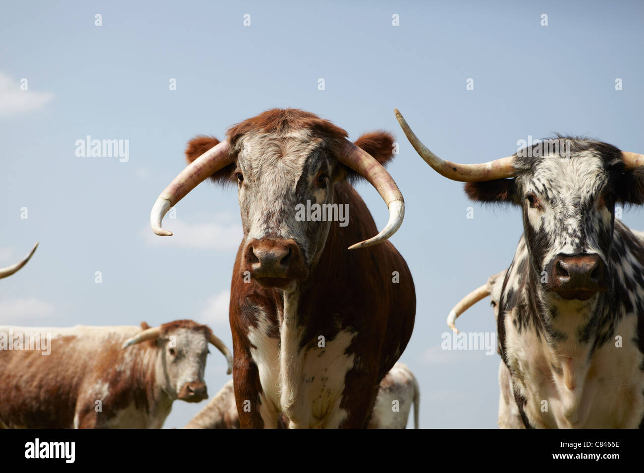 Longhorn cattle in view hi-res stock photography and images - Alamy
