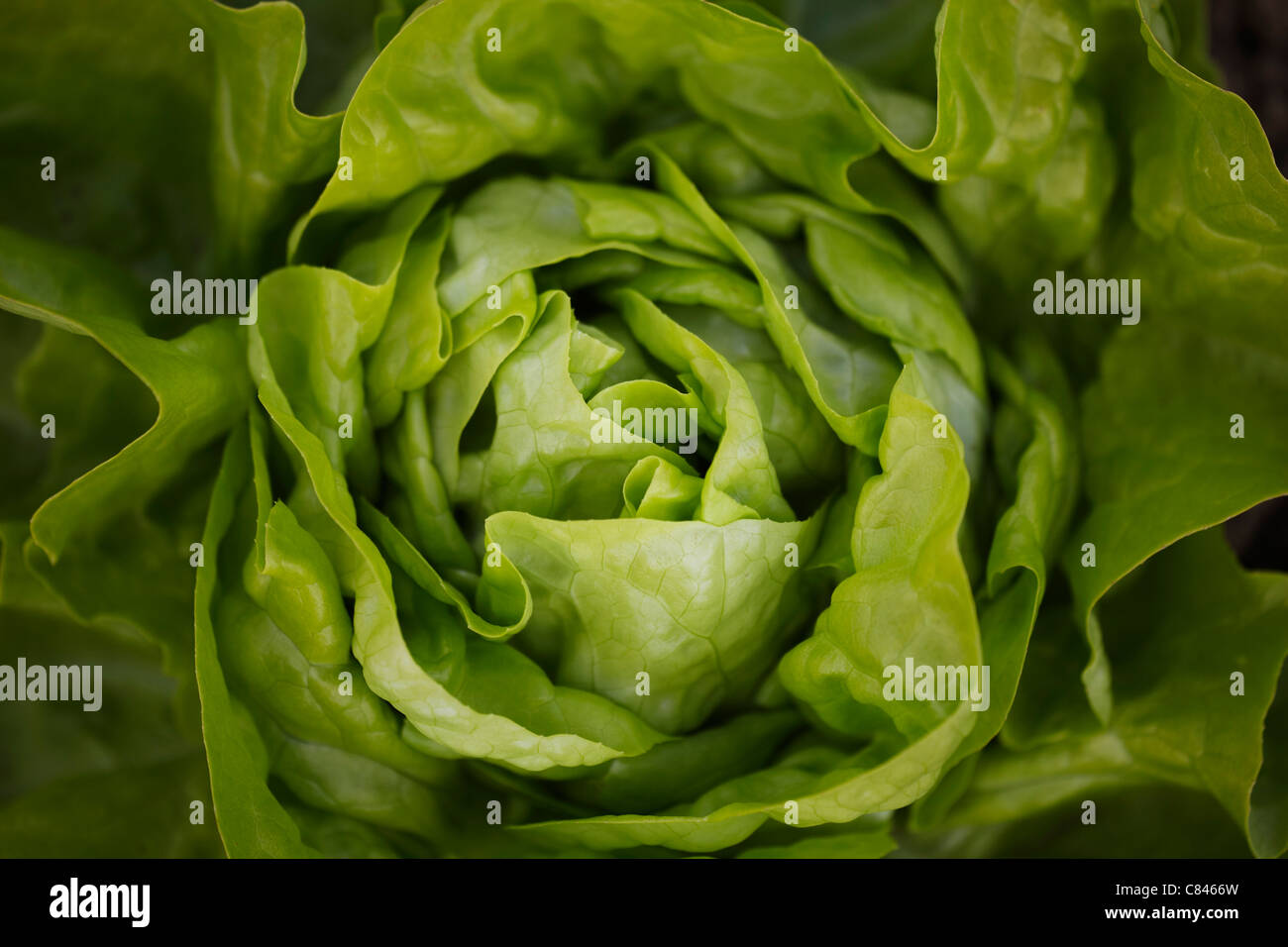 Butterhead lettuce hi-res stock photography and images - Alamy
