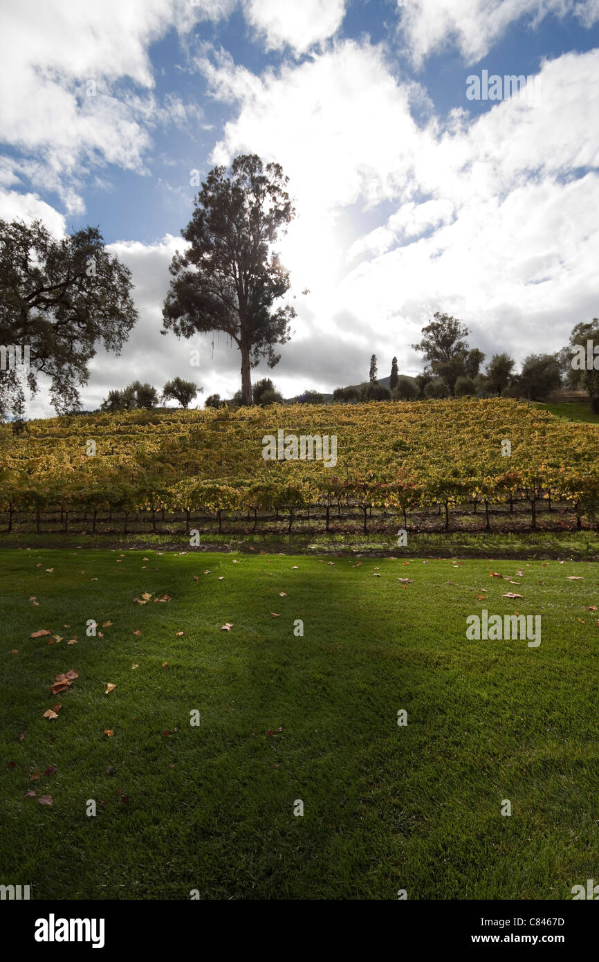 A bunch of grape vines on the side of a hill Stock Photo - Alamy