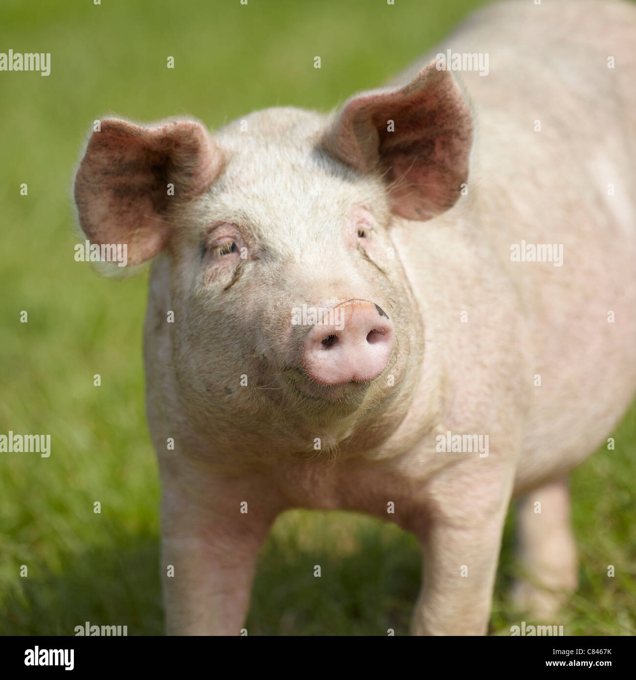 Walking The Pig High Resolution Stock Photography and Images - Alamy