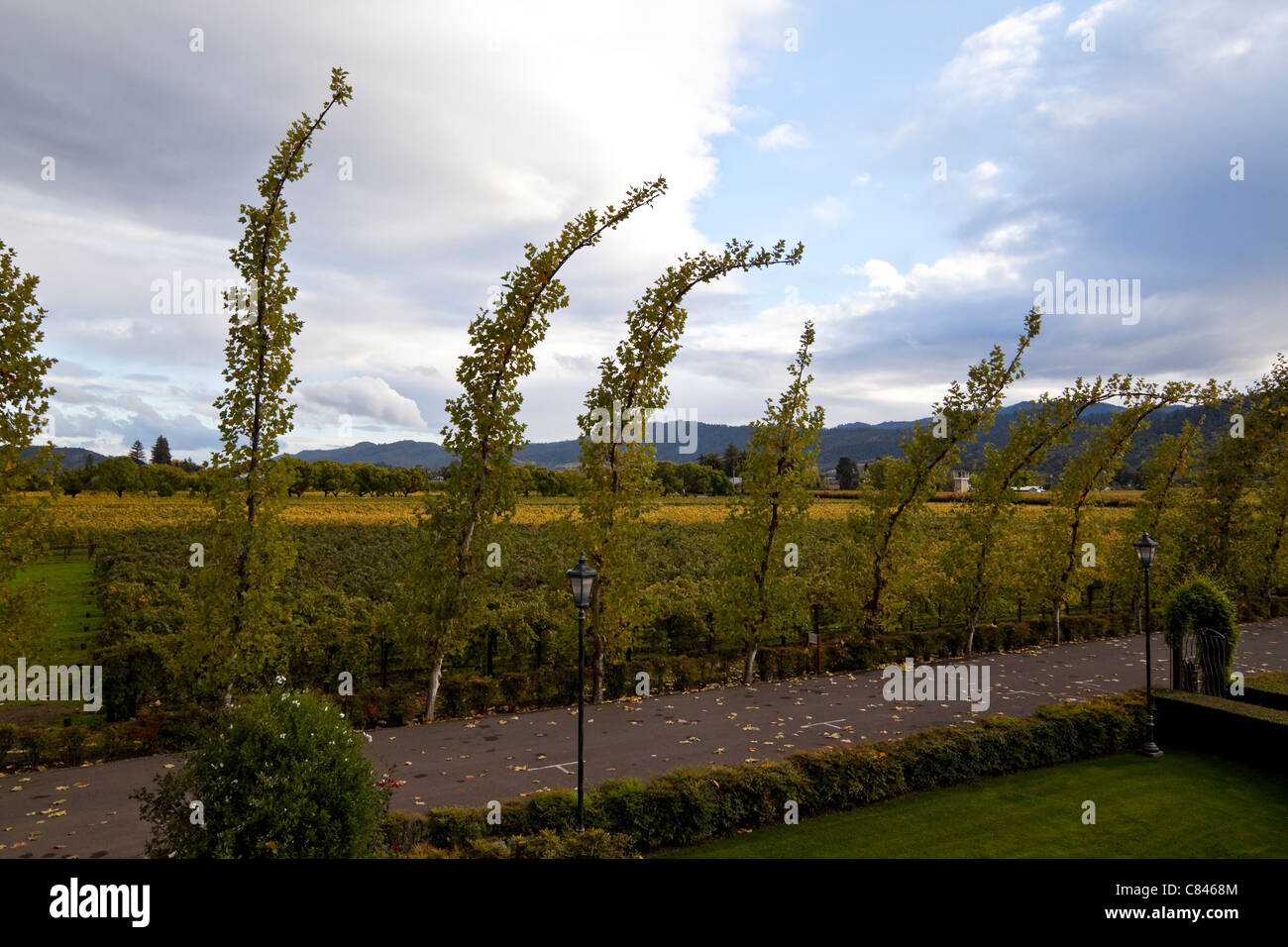 A bunch of vineyards with thin trees around them Stock Photo - Alamy