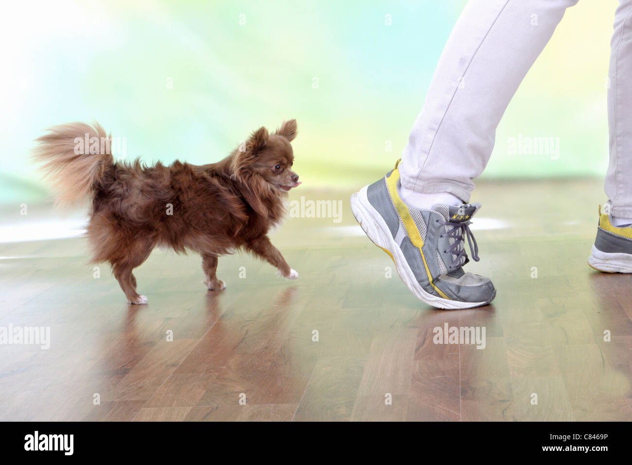 Dog behind legs hi-res stock photography and images - Alamy
