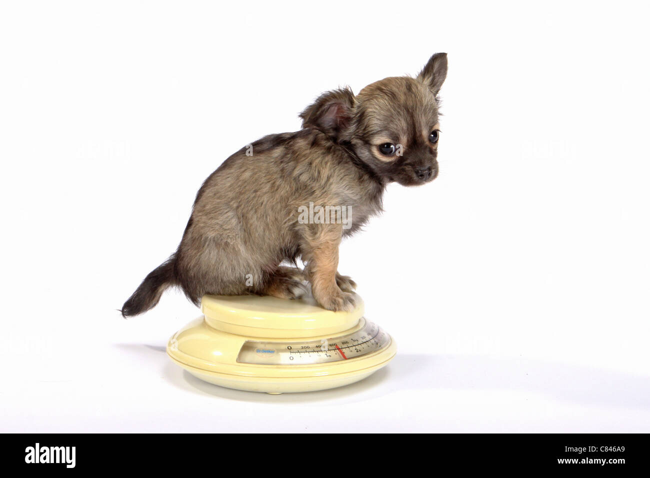 Chihuahua dog - puppy on scale Stock Photo - Alamy