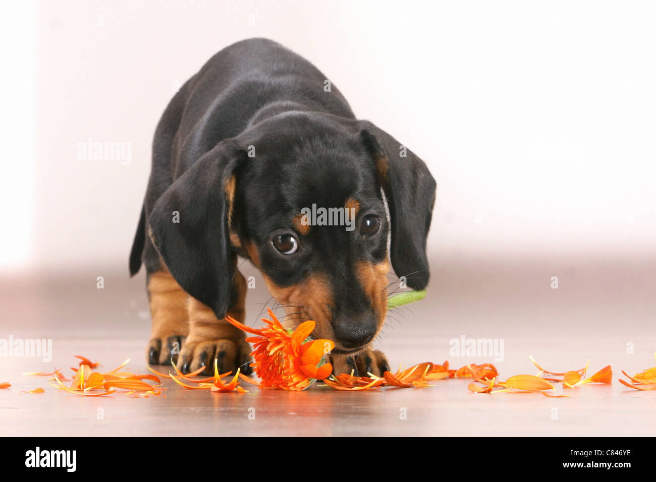 Short-haired Dachshund - puppy destroying flower Stock Photo - Alamy