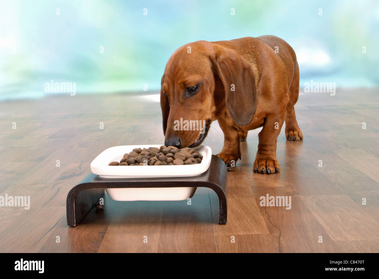 Short-haired dachshund dog - munching Stock Photo - Alamy