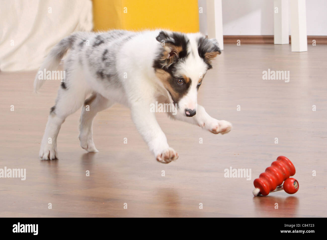 Australian Shepherd dog - puppy - playing Stock Photo - Alamy