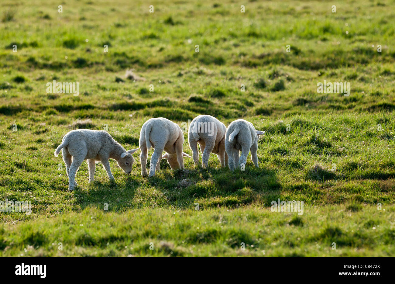 four lambs on meadow Stock Photo - Alamy