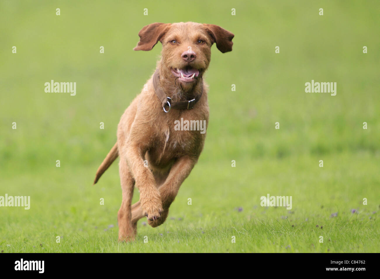 Wirehaired Magyar Vizsla dog - running on meadow Stock Photo - Alamy