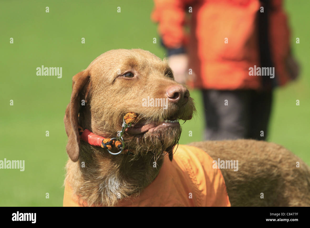 Rescue dog - Wirehaired Magyar Vizsla Stock Photo - Alamy