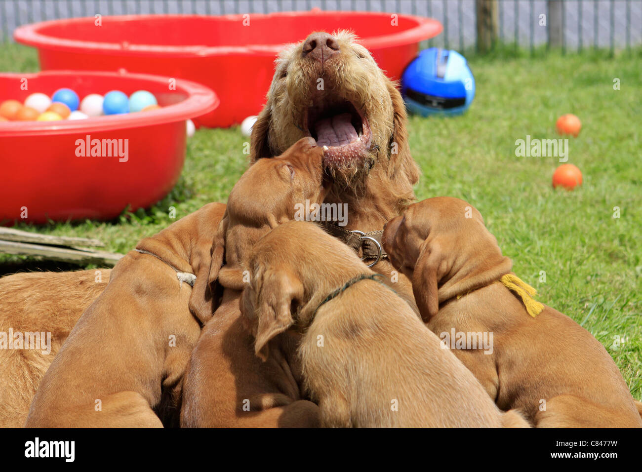 Wirehaired Magyar Vizsla dog and puppies Stock Photo - Alamy
