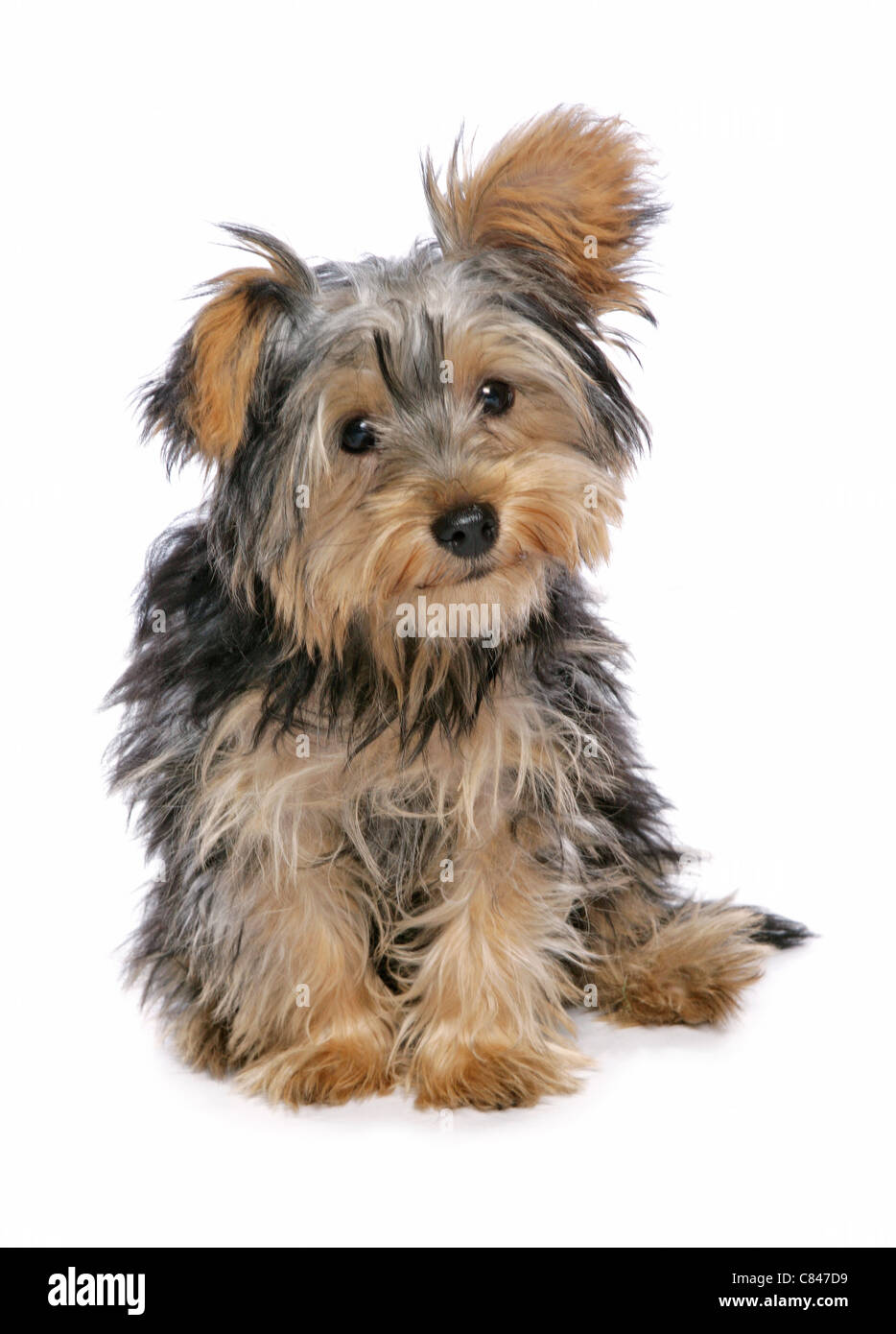 half breed dog - puppy - cut out Stock Photo - Alamy