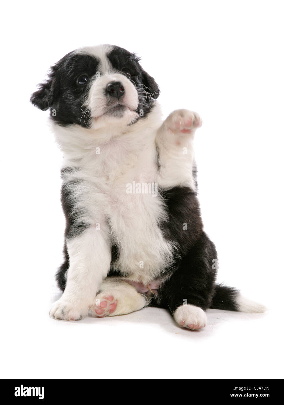 Border Collie dog - puppy - sitting Stock Photo - Alamy