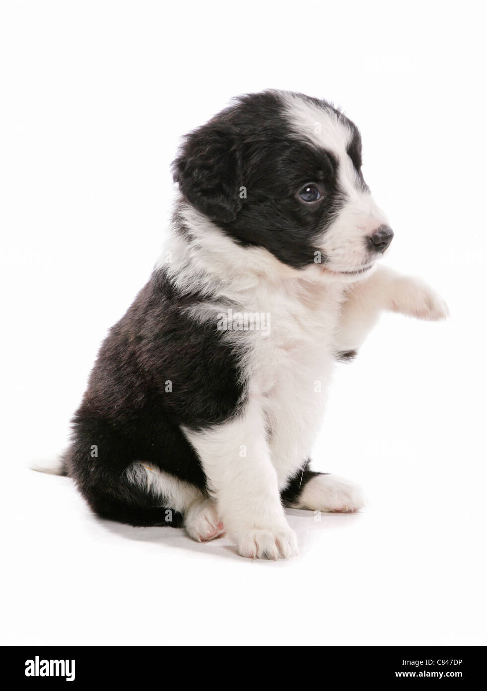 Thoroughbred thoroughbreds border collie Cut Out Stock Images ...