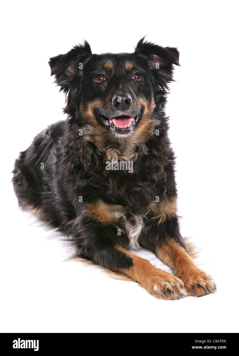 half breed dog - lying - cut out Stock Photo - Alamy