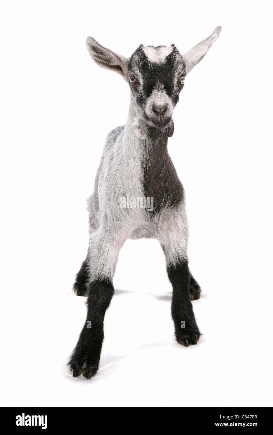 Pygmy Goat - cub - standing Stock Photo - Alamy