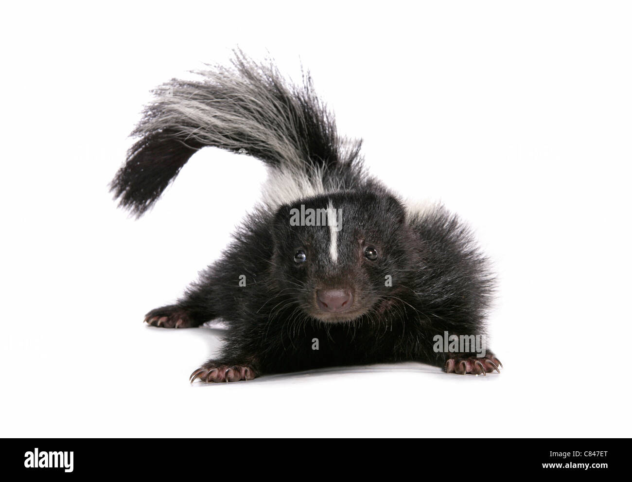 Skunk animal Cut Out Stock Images & Pictures - Alamy