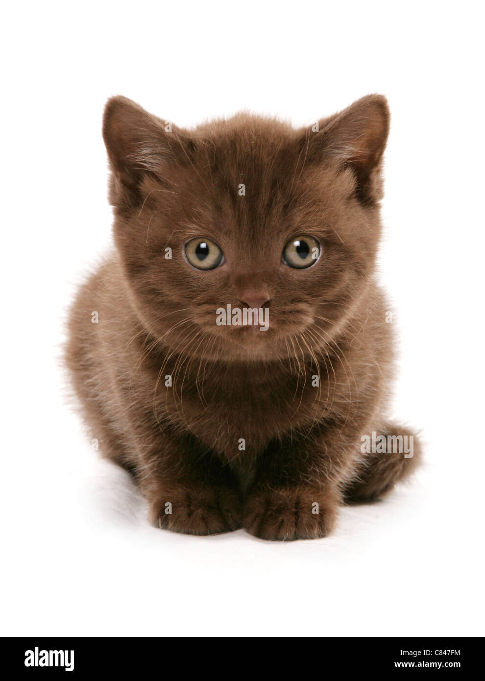 British Shorthair Cat - kitten - cut out Stock Photo - Alamy