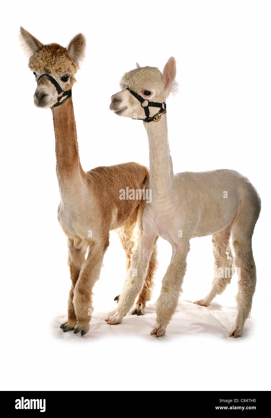 two Alpacas - cut out Stock Photo - Alamy