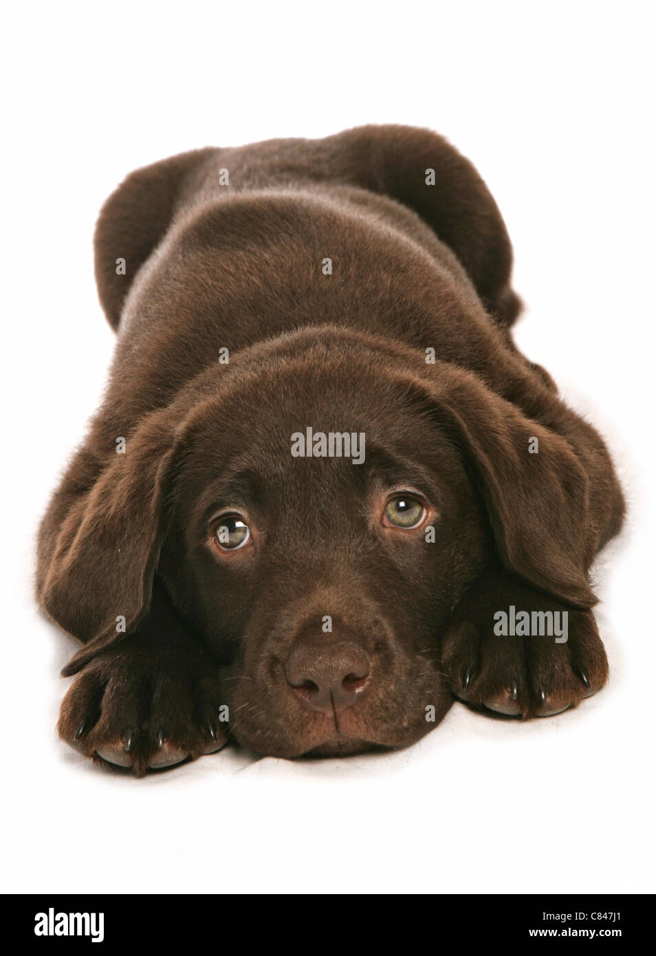 Labrador cubs Cut Out Stock Images & Pictures - Alamy