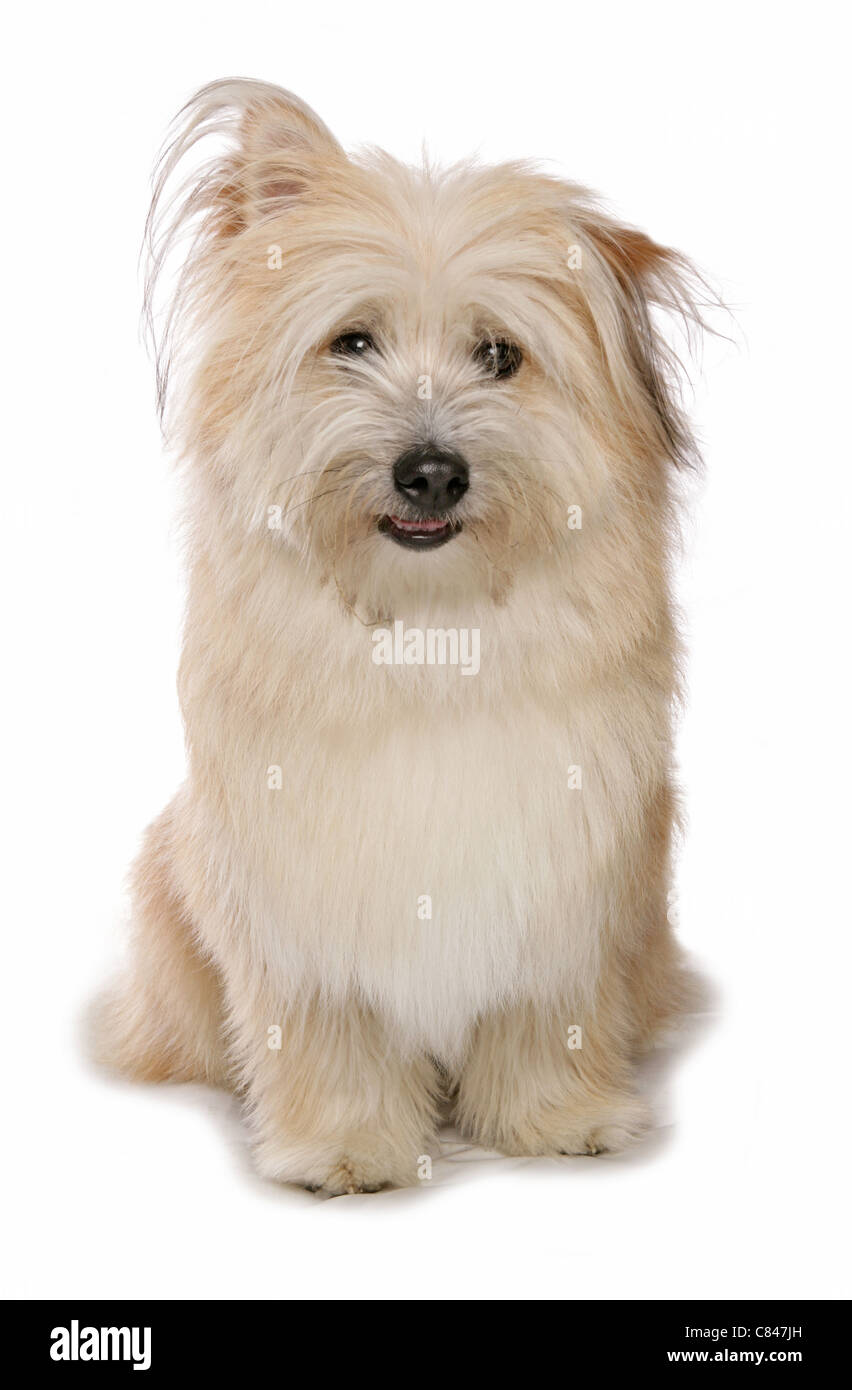 half breed dog - sitting - cut out Stock Photo - Alamy
