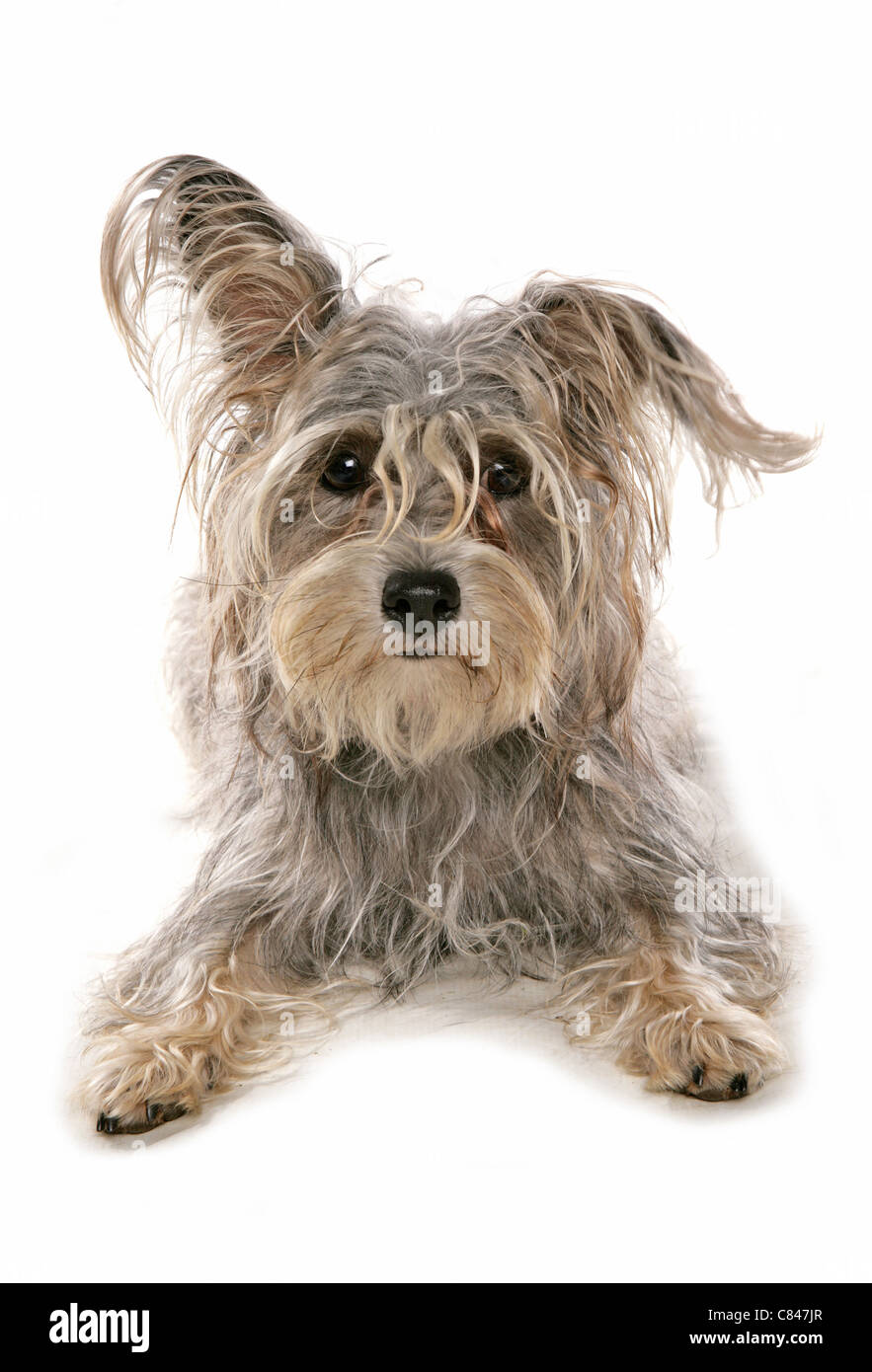 half breed dog - lying - cut out Stock Photo - Alamy