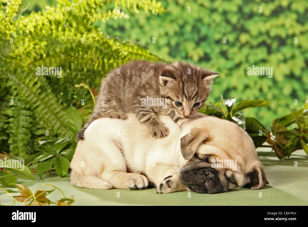 Sleeping puppies and kittens hi-res stock photography and images - Alamy