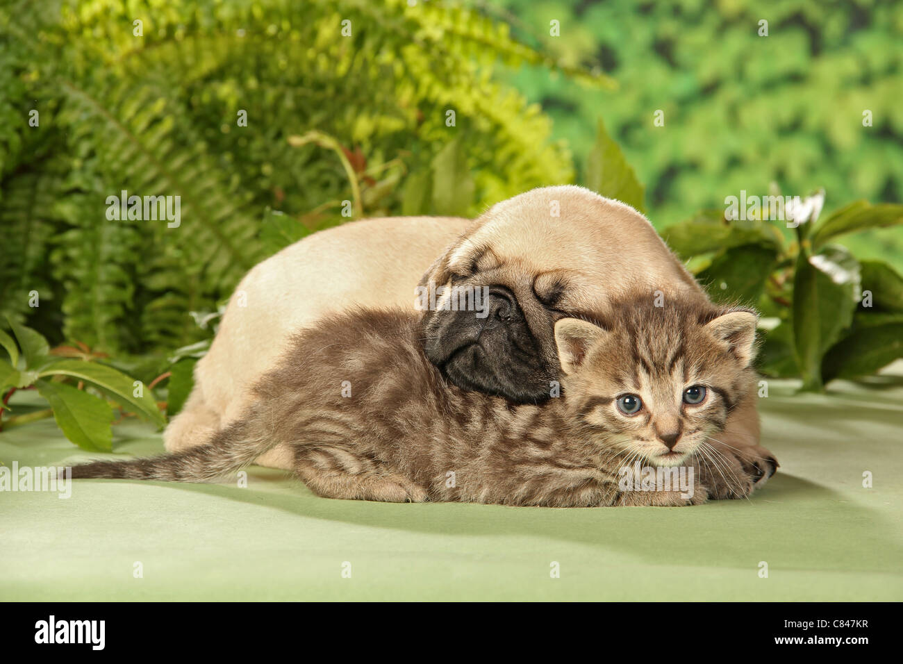 animal friendship : kitten and pug puppy Stock Photo - Alamy