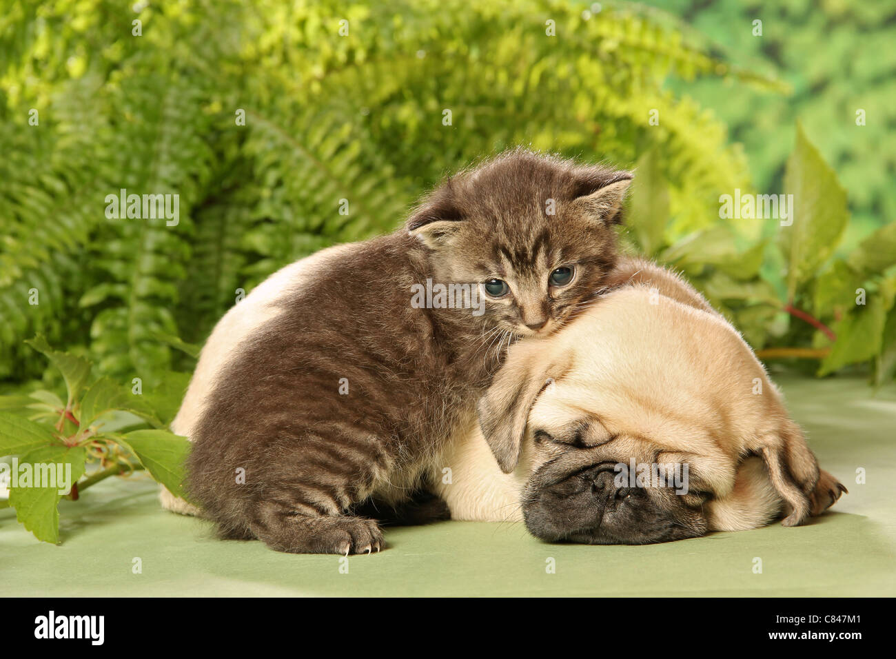animal friendship : kitten and pug puppy Stock Photo - Alamy